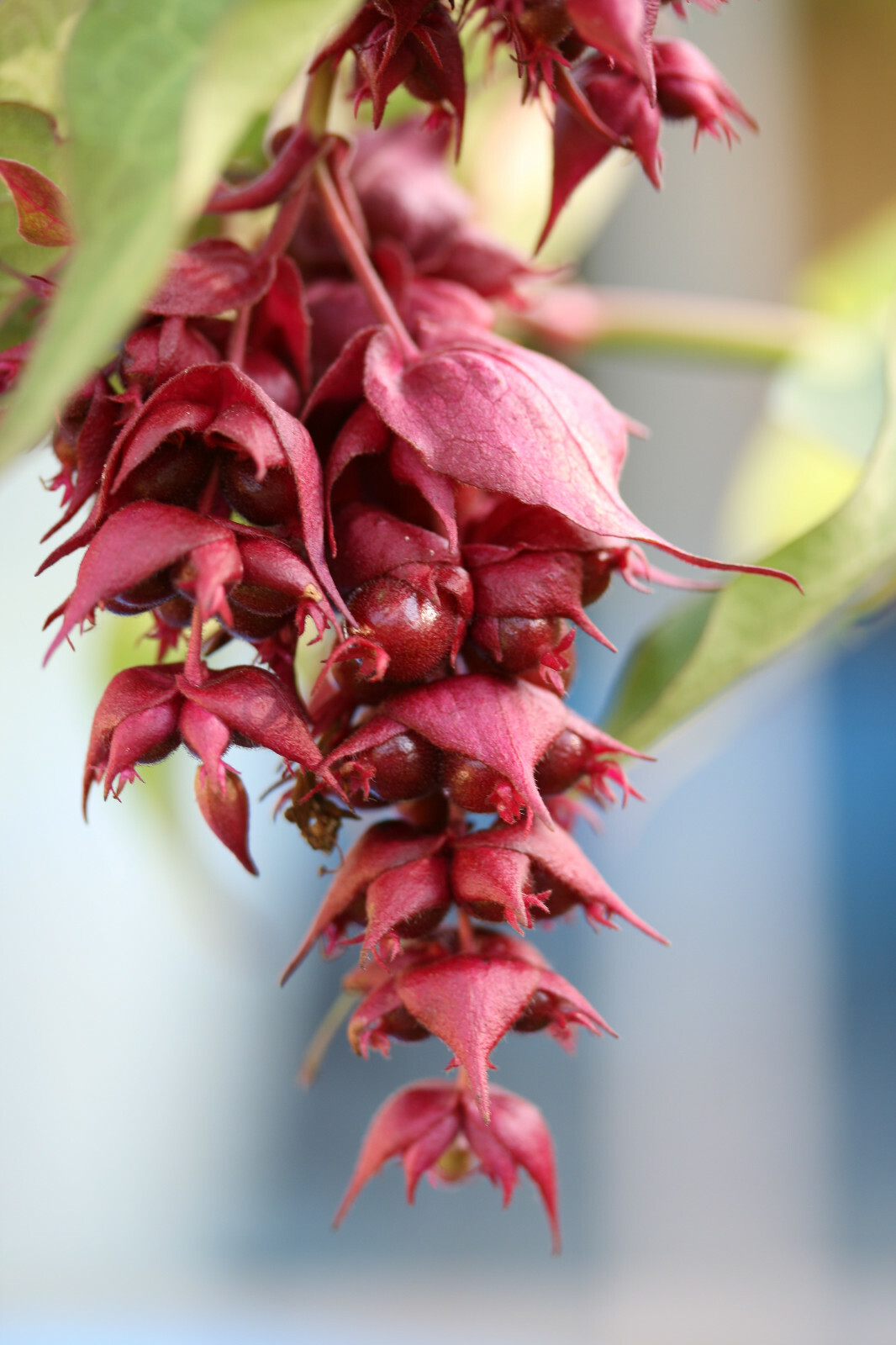 HIMALAYAN HONEYSUCKLE BUSH 200 SEEDS HARDY PERENNIAL mariesgreengarden ...