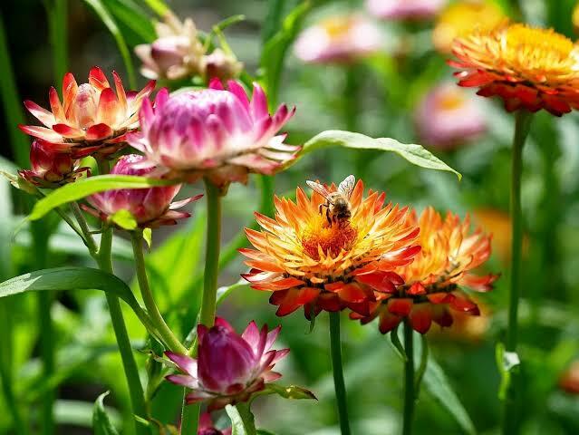 EVERLASTING PAPER DAISY TOM THUMB MIX 50/100/200seeds Helichrysum Dry ...