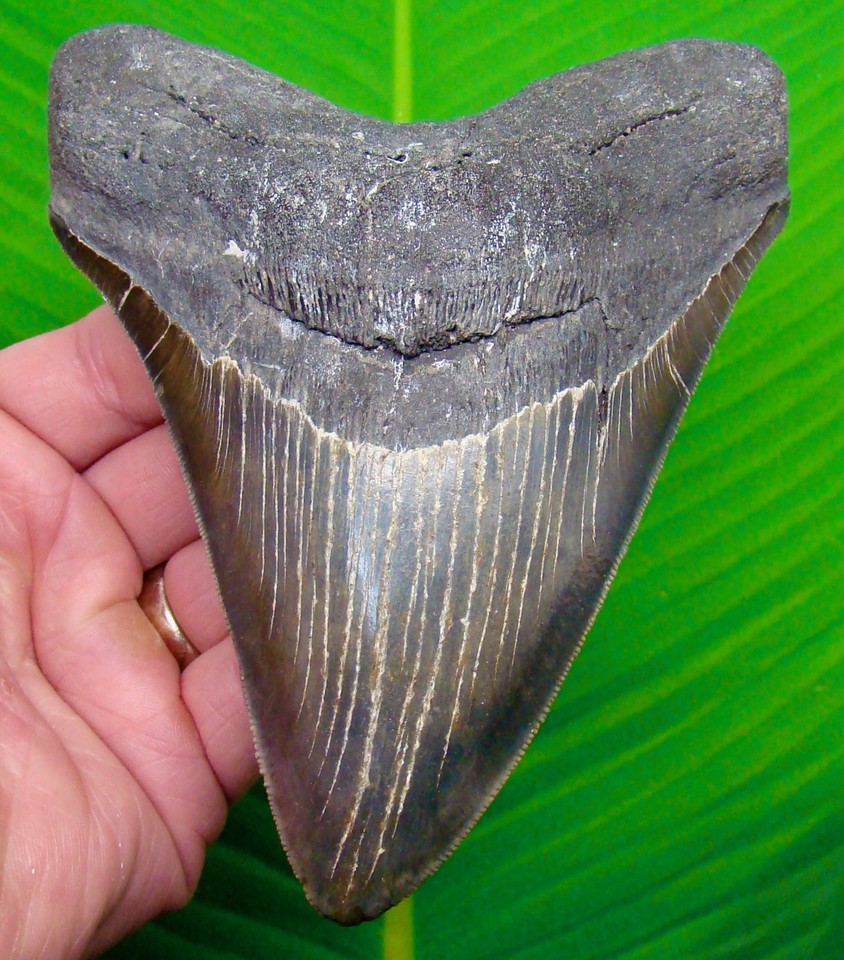 5.92” XL MEGALODON SHARK TOOTH Real Fossil - ULTRA SERRATED - NO ...