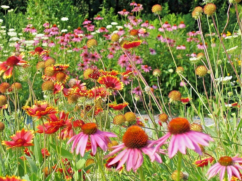 2000+NATIVE PERENNIAL WILDFLOWER Mix Seeds 17 Varieties Pollinators Cut ...