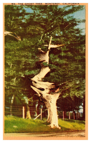 Monterey California CA Cypress Ghost Tree M3 Linen Postcard | eBay