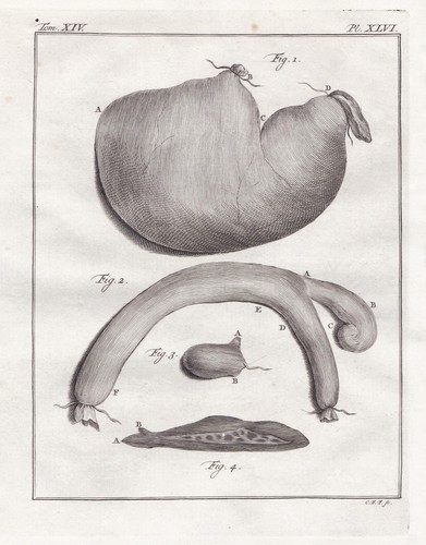 Wedge-Capped Howler Brown Capuchin Monkey Anatomy Engraving Buffon 1780 ...