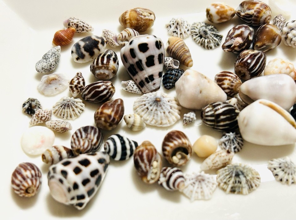 Shell from japan Okinawa shell tiny to small | eBay