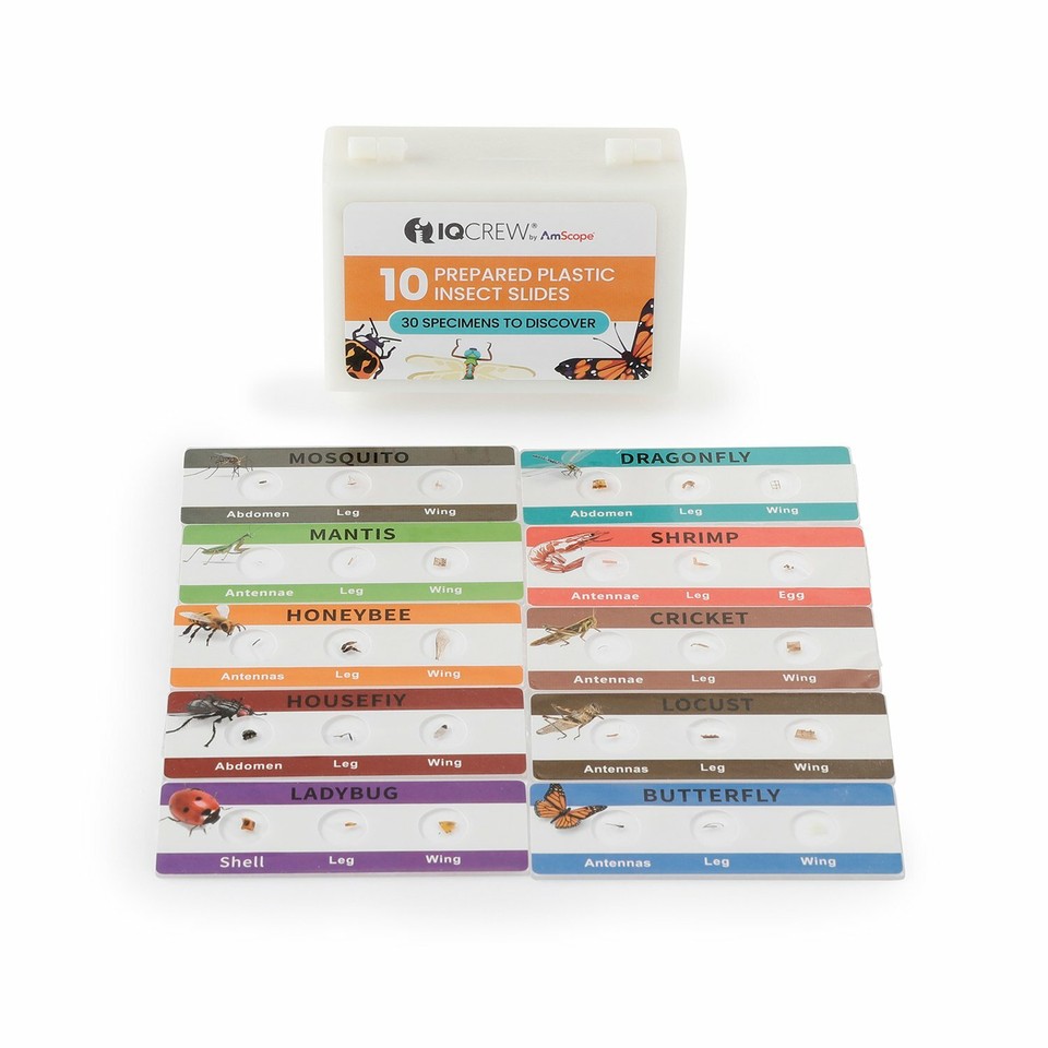Colorful 10 Plastic Sets Prepared Microscope Slides - 30 Unique Insect ...