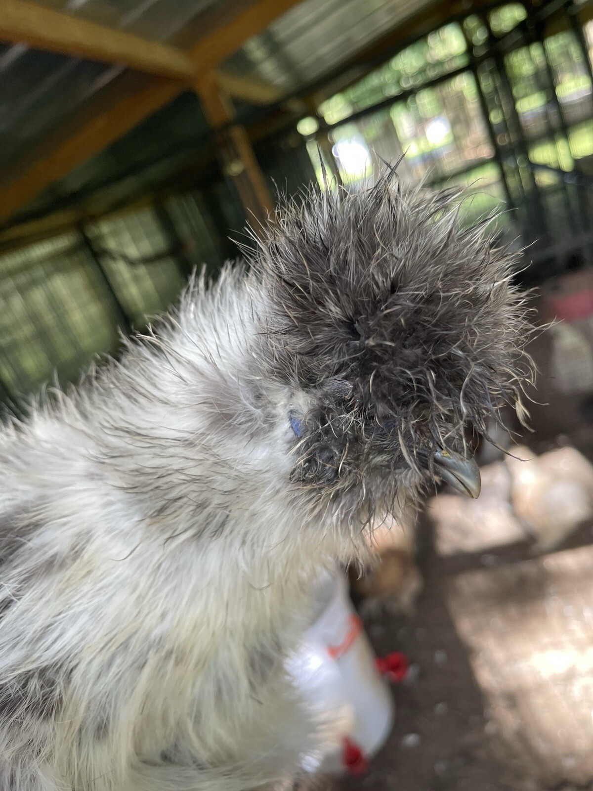12+ Silver Pencil Laced Silkie/Satin Hatching Eggs Hens Satin/Frizzle ...