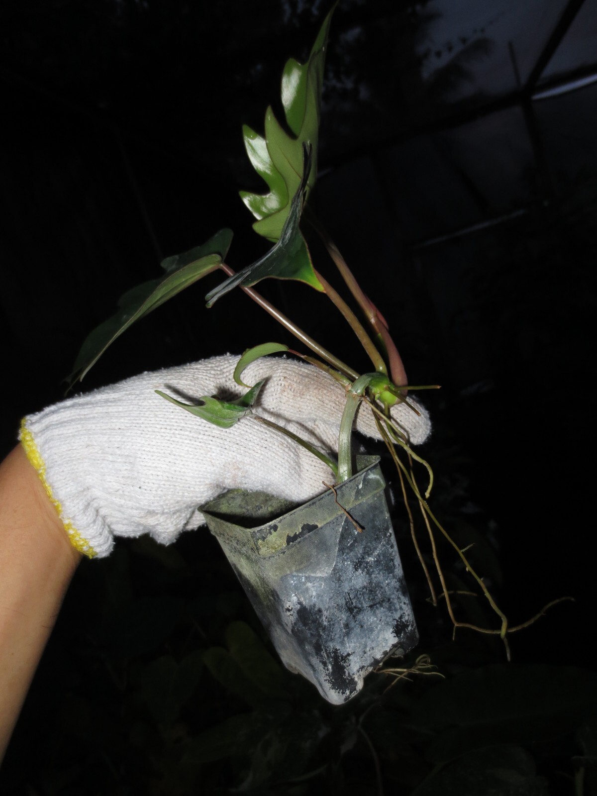 1 Philodendron Mayoi Aroid Monstera Relative | eBay