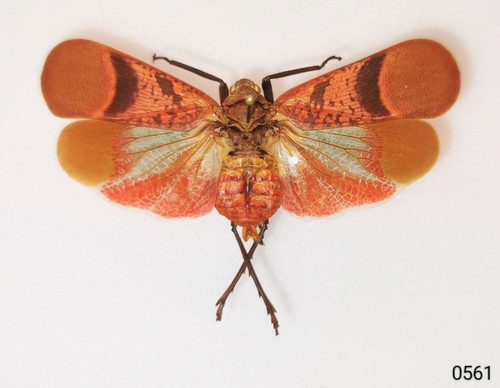 Homoptera Fulgoridae Scamandra rosea WS:4-5cm A1/A1- BALI FEMALE ...