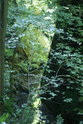 Photo 6x4 Shanklin Chine - Gorge Beyond the sapling which clings to the ...