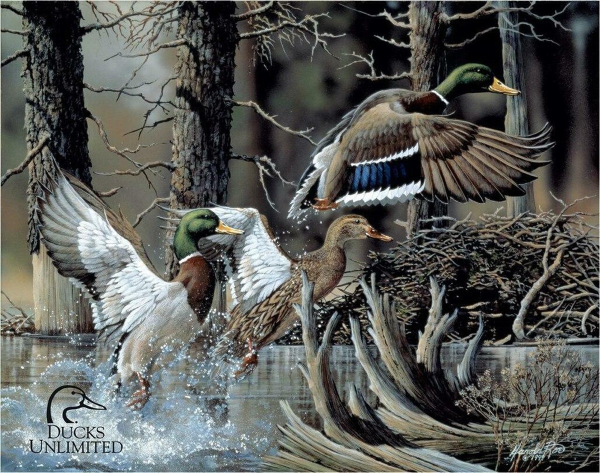 Ducks Unlimited Paintings Jerry Raedeke's " Last Day" 1990 MN Ducks