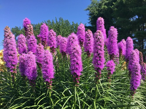 LIATRIS SPIKATA 100 SEEDS MOSTLY PURPLE A FEW WHITE, BLAZING STAR ...