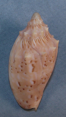 VOLUTA PULCHRA 53.06mm SUPER CHOICE SPECIMEN Keppel Bay, Qld ...