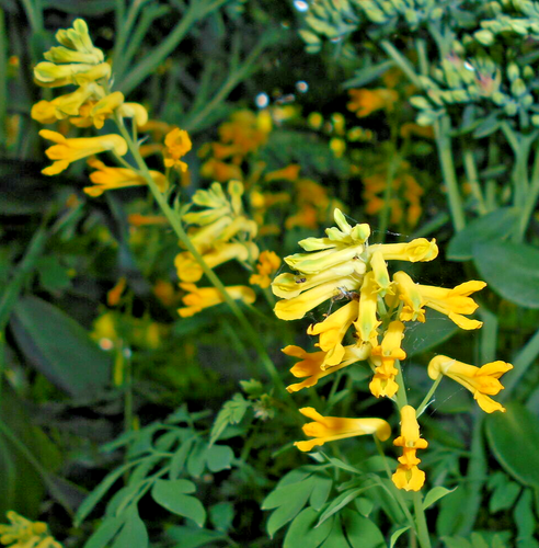 50 Yellow Bleeding Heart Seeds (Corydalis lutea) Flowering Perennial ...