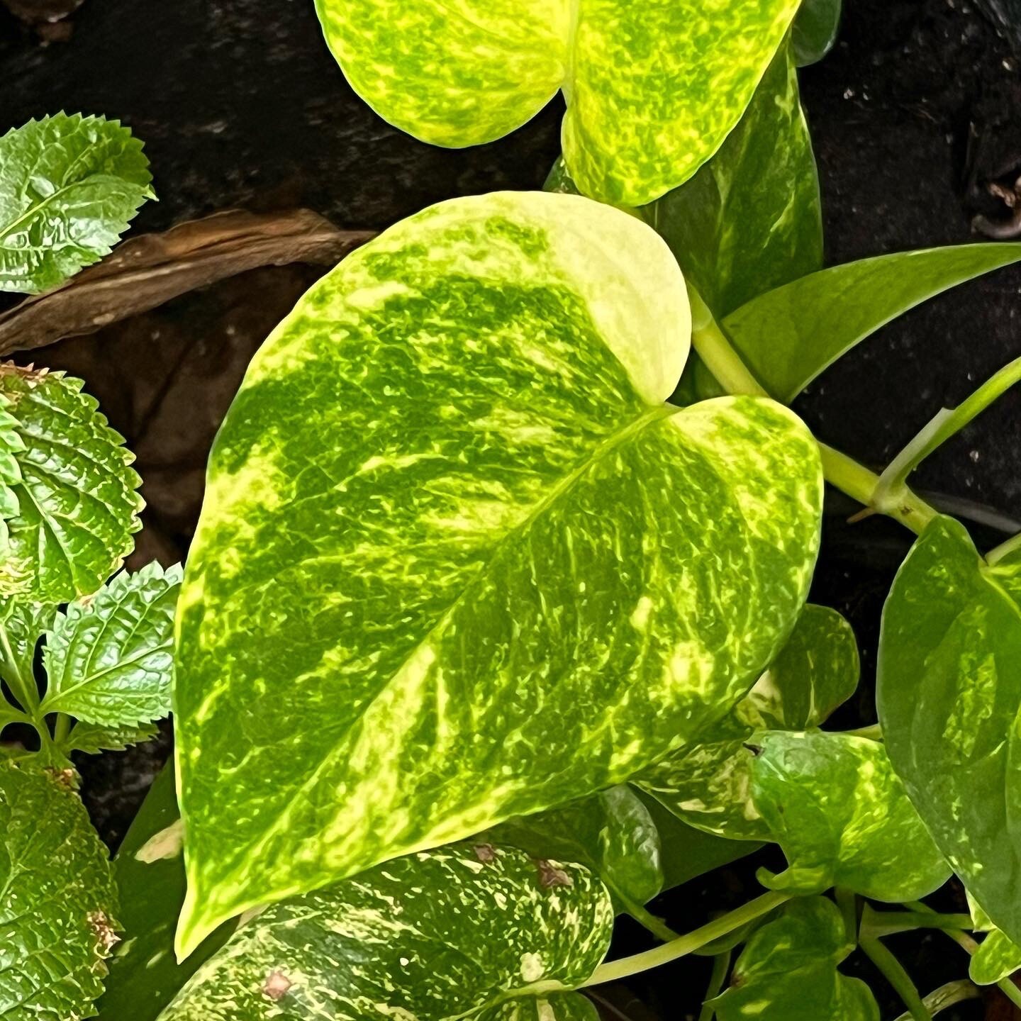80” SUPER LONG TRAILING Golden Pothos Live Plant Multi Low Light Air ...