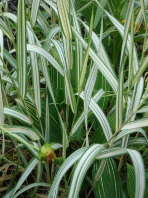 8 Plants - Strawberry & Cream Ribbon Grass Root Divisions – For Sun or ...