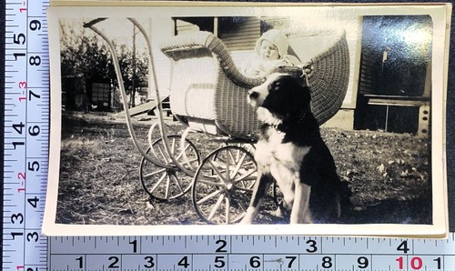 Dog Guarding Baby in Stroller Outside Pet Vintage BW Photo Snapshot | eBay