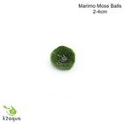 ALL sizes MARIMO MOSS BALLS Cladophora live aquarium plant fish tank shrimp nano | eBay