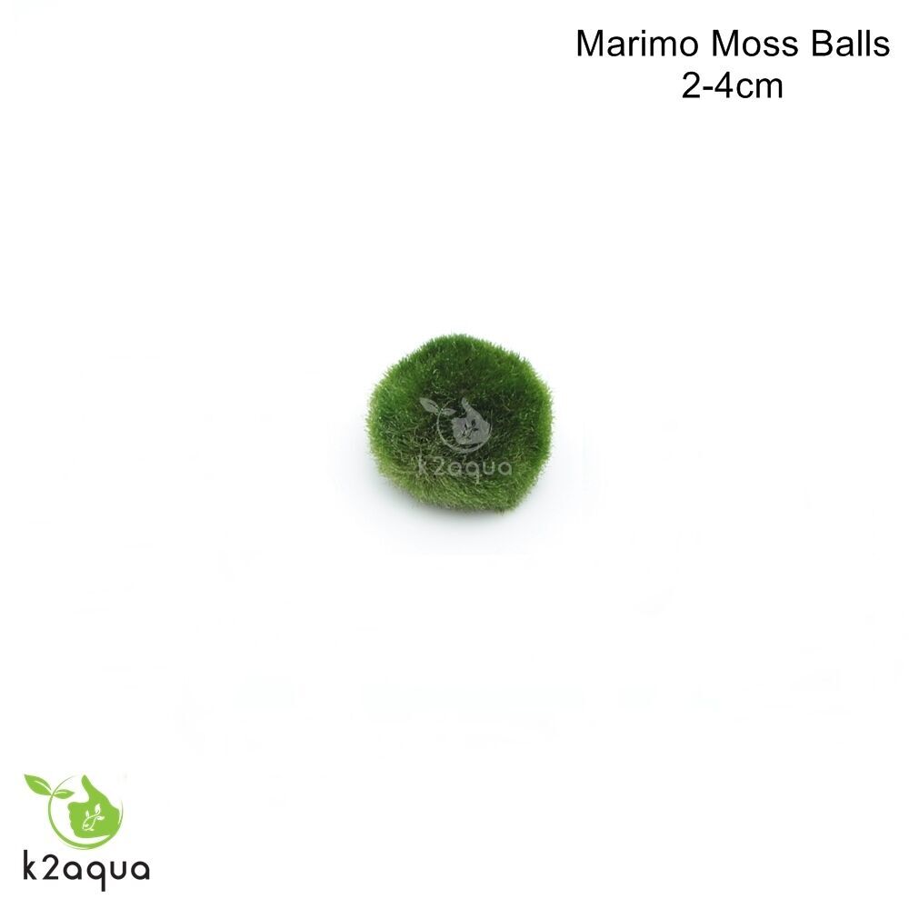 ALL sizes MARIMO MOSS BALLS Cladophora live aquarium plant fish tank ...