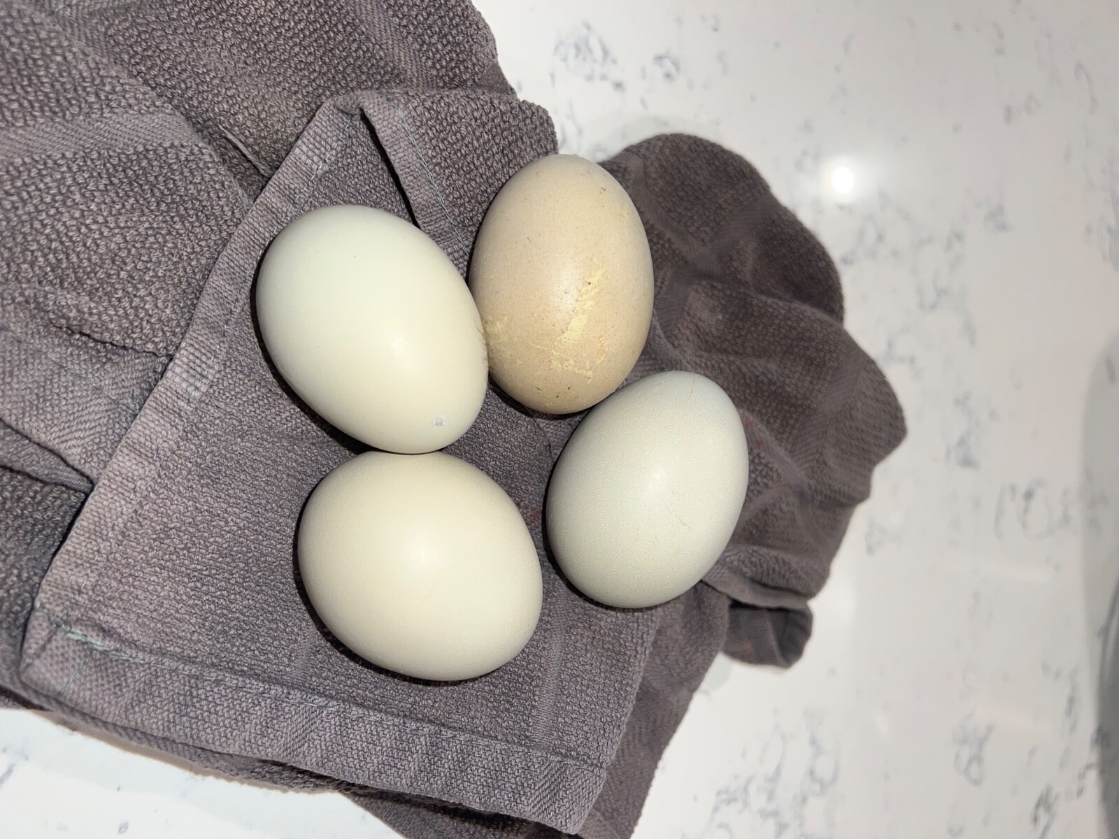 Dozen Fertile Gray Easter Egger Hatching Eggs | eBay