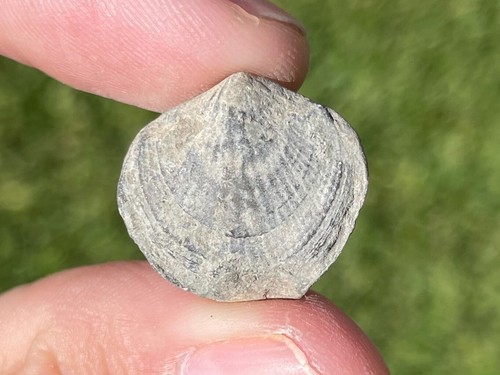 England Fossil Brachiopod Atrypa reticularis Silurian Age | eBay Australia