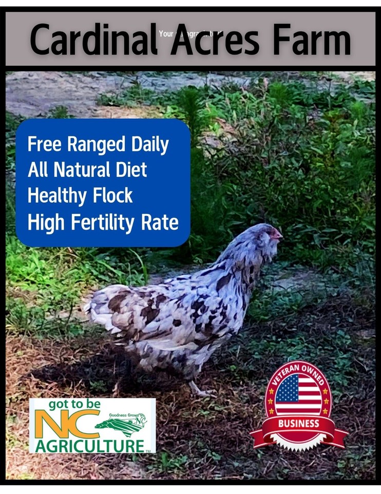 6+1 Ameraucana Fertile Hatching Eggs, Lavender/Splash from Cardinal Acres Farm | eBay