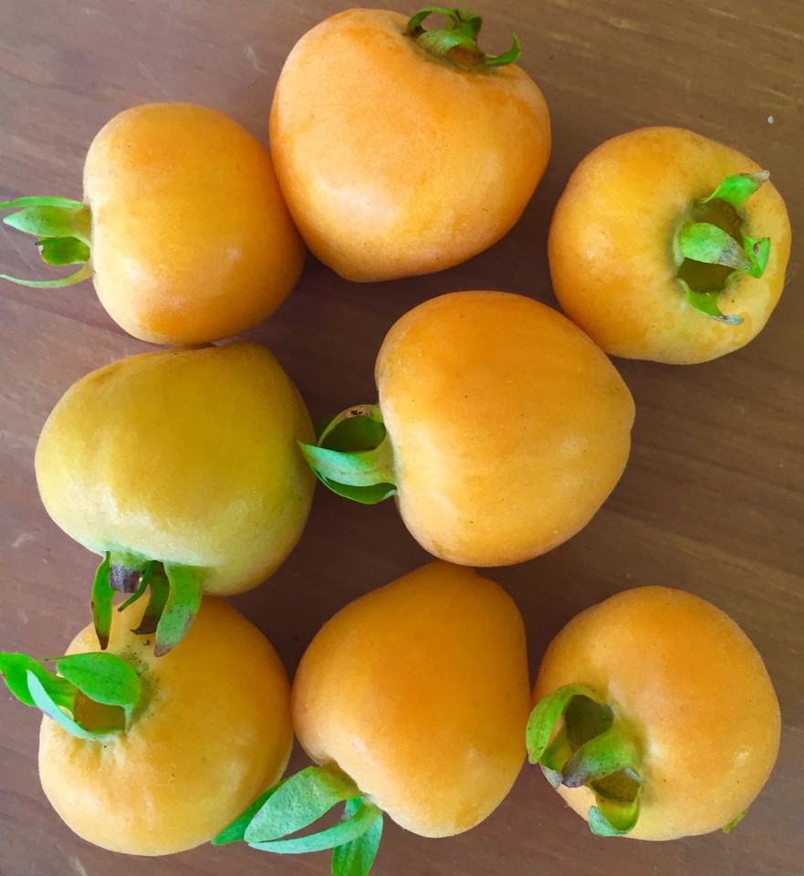 Eugenia Luschnathiana PITOMBA Potted PLANT Fruit Starter Pot Tree 4-6 ...