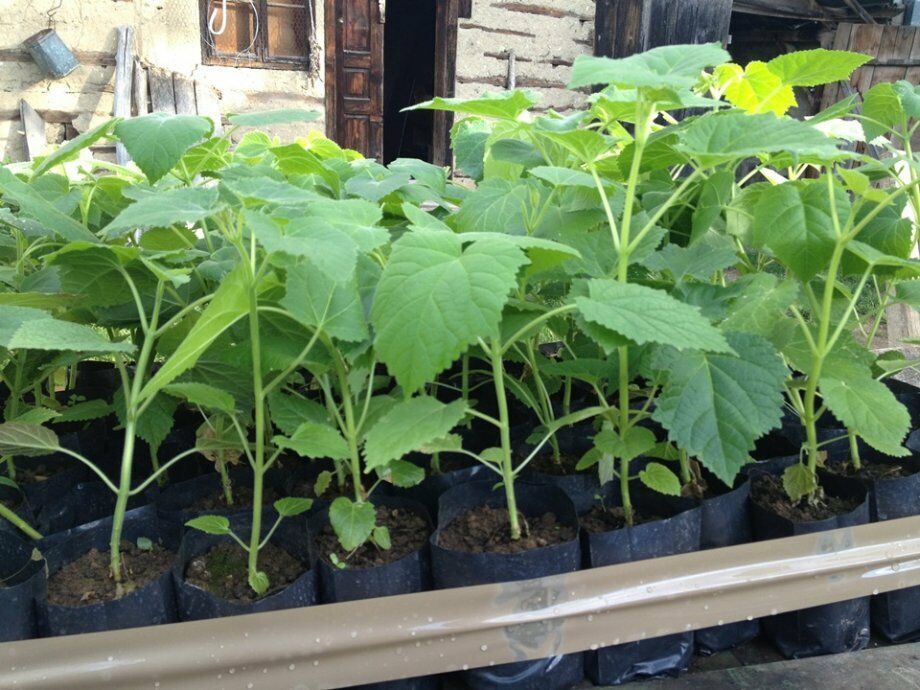 Paulownia elongata, Pink Foxglove Princess Empress Tree - 100 to 5000 ...
