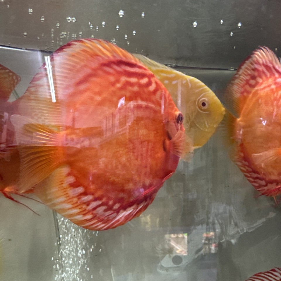 Albion Red Soild Discus 5 Inch Tropical Live Fish | eBay