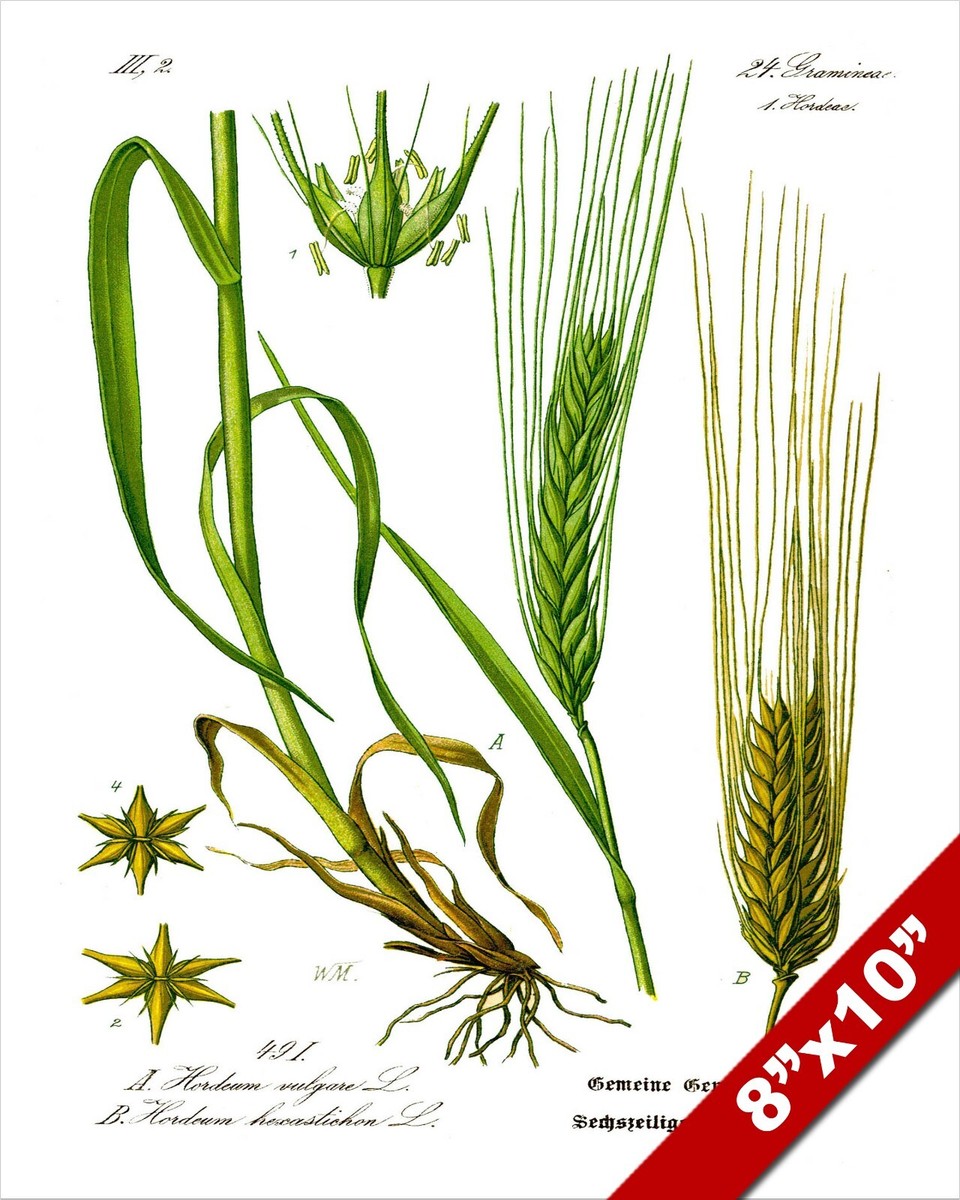 Barley Grain Drawing Old Style Drawing Grains, Rice, Oats, Grain PNG