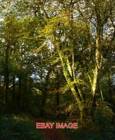 PHOTO VETERAN BEECH TREE AT ASHAMPSTEAD COMMON BERKSHIRE VIEW FROM THE ...