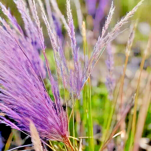 500 Purple Love Grass Seeds (E. spectablis) | Ornamental Flowering ...