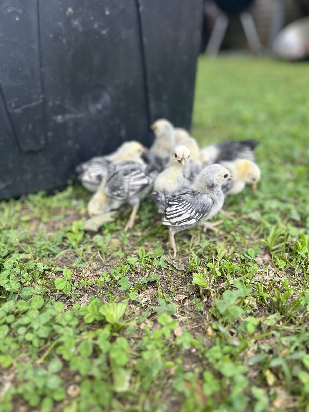 Silver Sebright - 9 Hatching Eggs | eBay