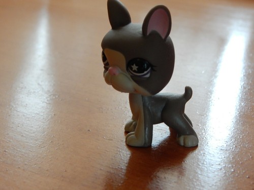 LPS #958 Gray Boston Terrier Pup Purple Star Eyes 2004 Hasbro | eBay