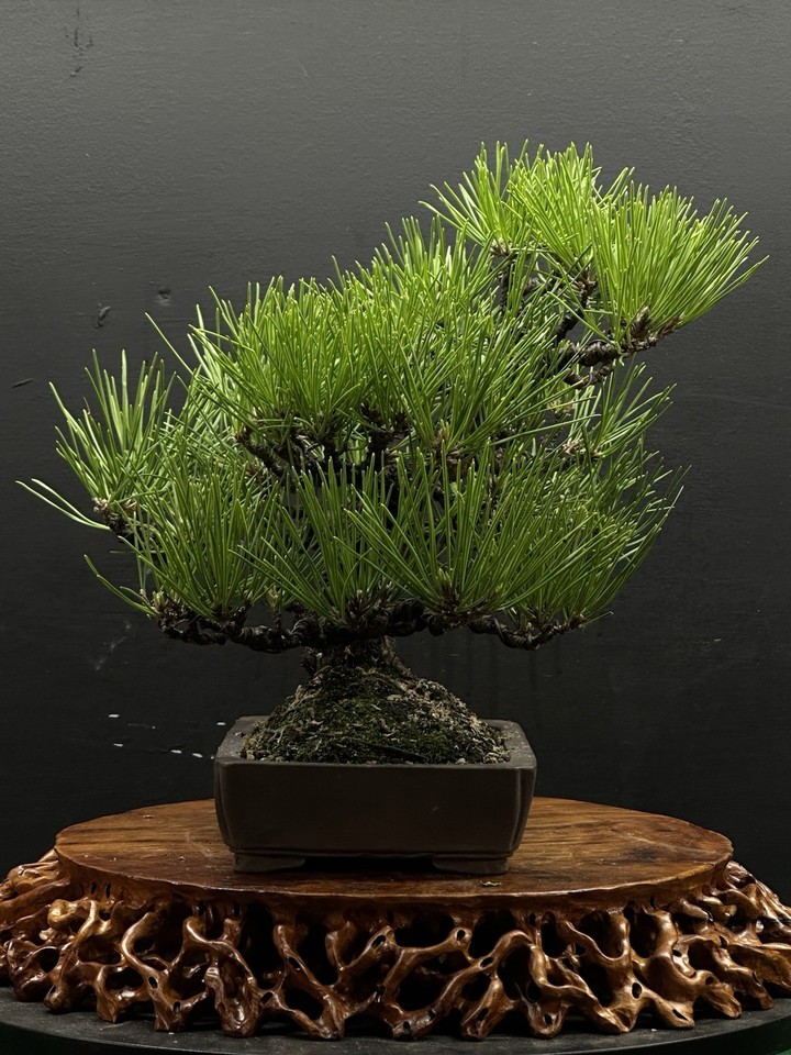Japanese Black Pine Informal Style Estimated: 30 Year Old | eBay