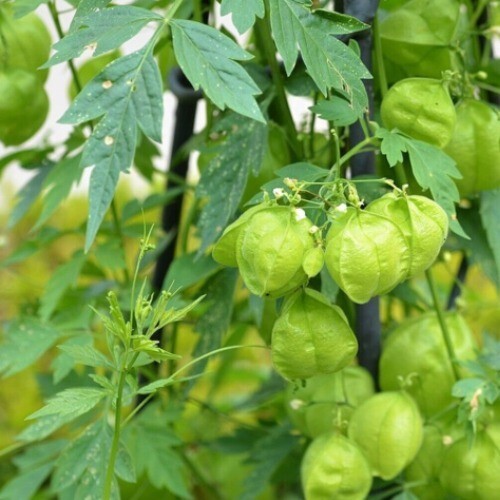 Puff Dried Leaves Cardiospermum Halicacabum dry Ceylon leaf 25g | eBay