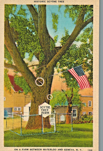 VIntage Postcard-Historic Scythe Tree, on Farm between Waterloo ...