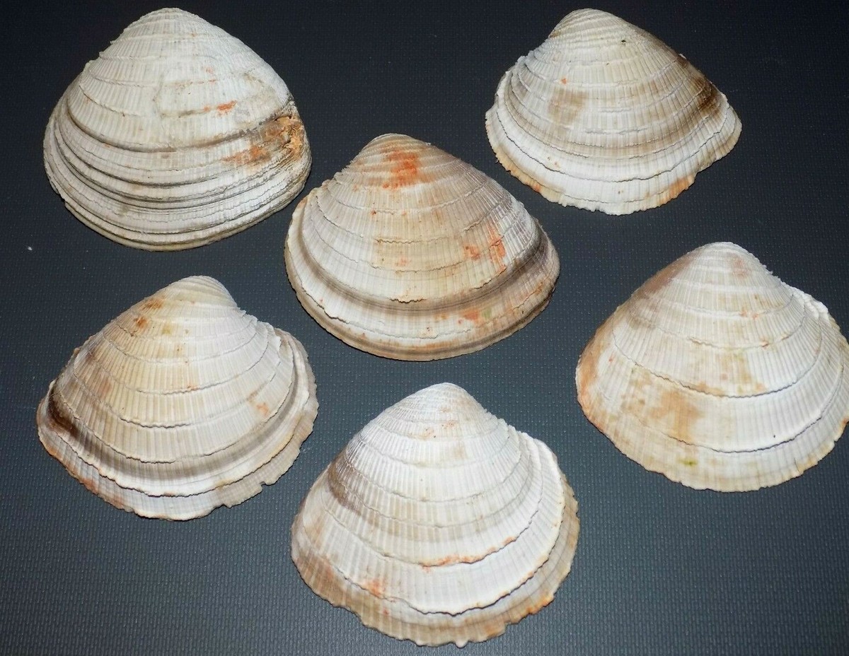 Atlantic Ocean Shells Collecting And Identifying Seashells Atlantic