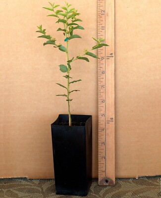 T588A Sour Jujube Small Tree in Pot Mature Flowering Plant Grafting ...