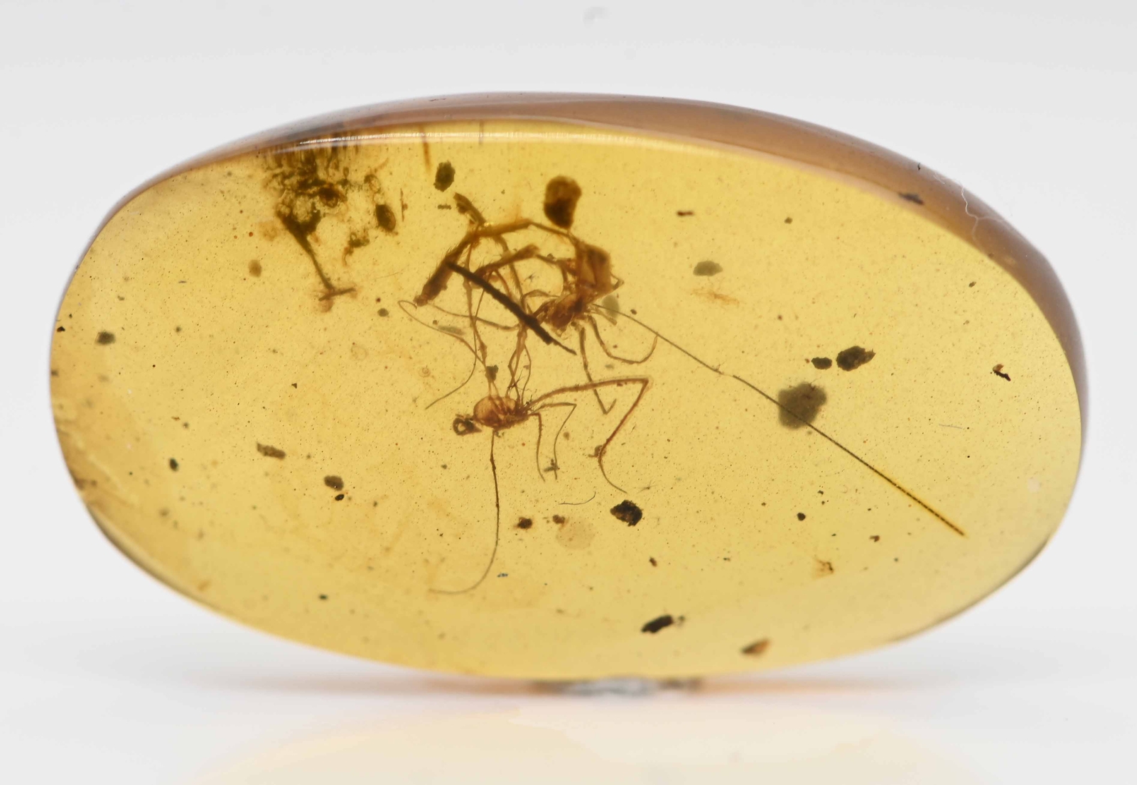 Spider attacking Harvestman (Daddy Longlegs), Fossil Inclusion in ...