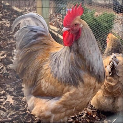 Ultra Rare Buff Columbian Orpington BBS Fertile Hatching Eggs 6+ | eBay