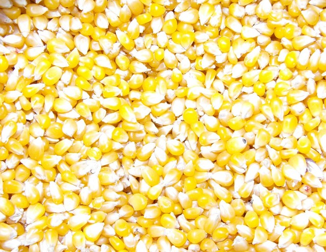 500 Lady Finger Popcorn Seed Heirloom Op Open Pollinated Non-gmo Garden ...