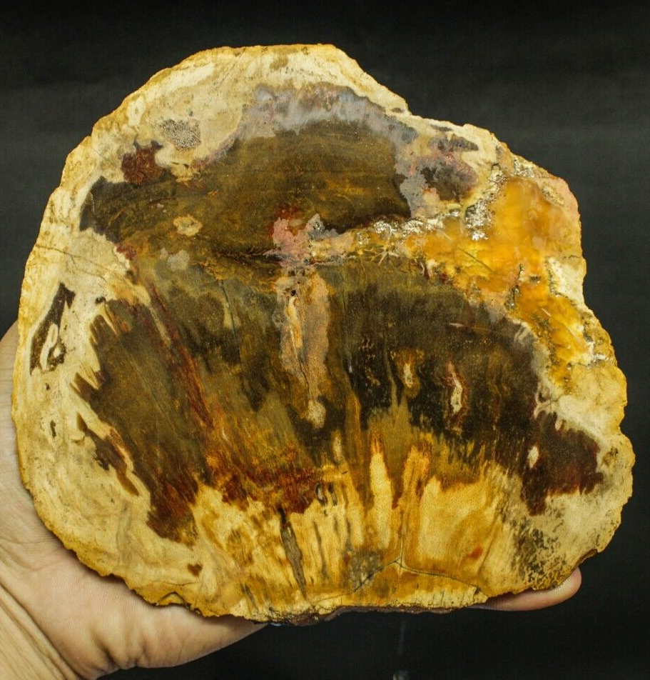 816GR BEAUTIFULL PICTURE VARIETY NATURAL MULTICOLOR PETRIFIED WOOD SLAB ...