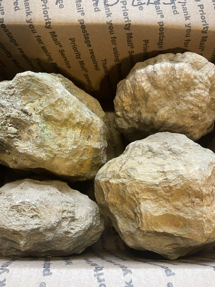 BOX OF KENTUCKY GEODES:4 BIG GEODES *4=18 LBS* ALL RATTLE!! | eBay