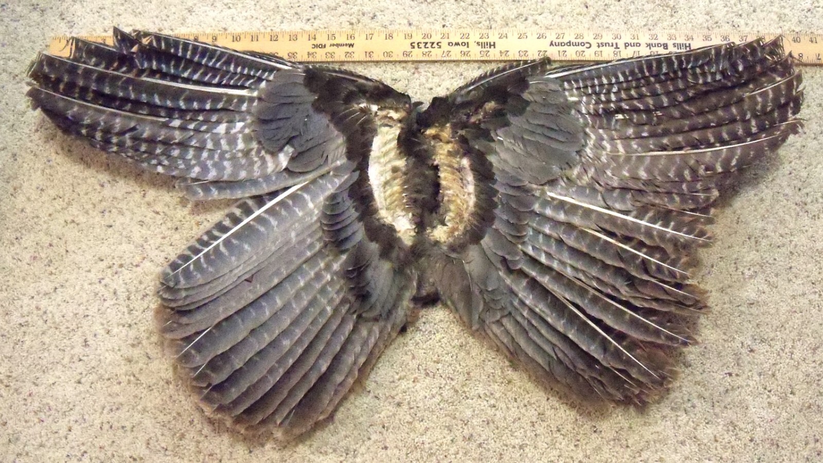 WILD TURKEY WINGS PAIR (L&R) Arts Craft Fletch Arrow Prayer Fan ...