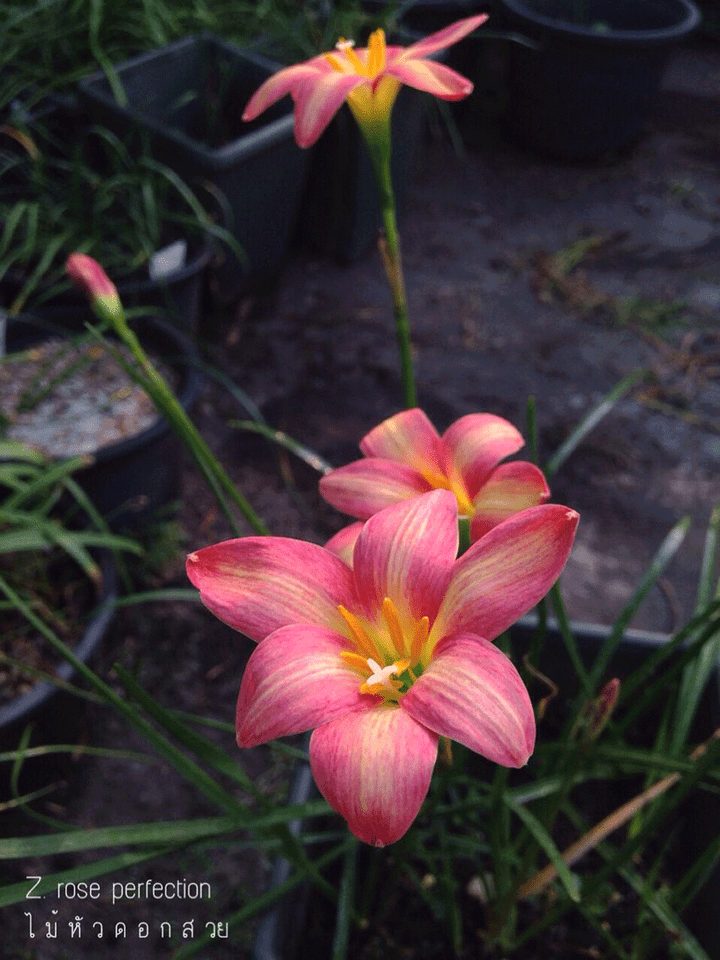 5 BULB ROSE PERFECTION RAIN LILY ZEPHYRANTHES ROSEA .FLOWERING SIZE. | eBay