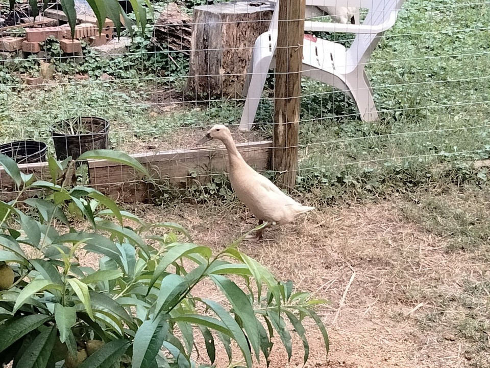 ***NEW*** 3+ FERTILE INDIAN RUNNER DUCK HATCHING EGGS, LAYED DAILY GOOD ...