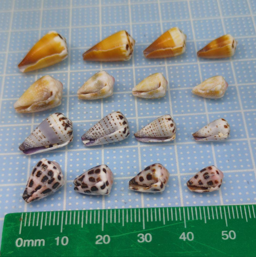 Hebrew cones & cone shells Art Craft Shells of Okinawa 222 0108 | eBay