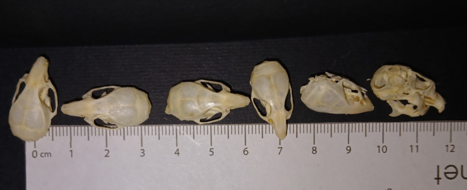 One Genuine House Mouse Skull (Mus musculus domesticus) UK bone ...
