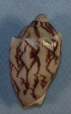 VOLUTA VESPERTILIO 42.19mm SUPER CHOICE SPECIMEN Ligid Is., Davao ...