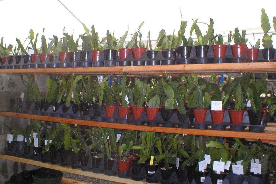 Epiphyllum, Orchid Cactus, " BUTTER TAFFY ", Don's Quart pots OCT/4 | eBay