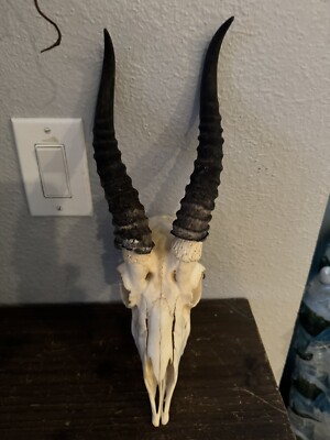 Real Springbok Skull - Antidorcas marsupialis - South African Sourced ...